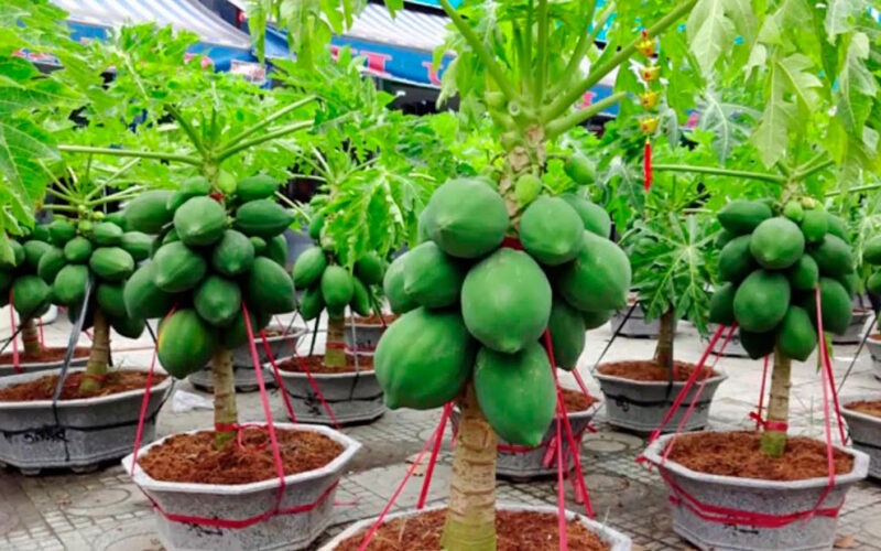 Como cultivar Árbol de papayo en maceta - Gevdin.com