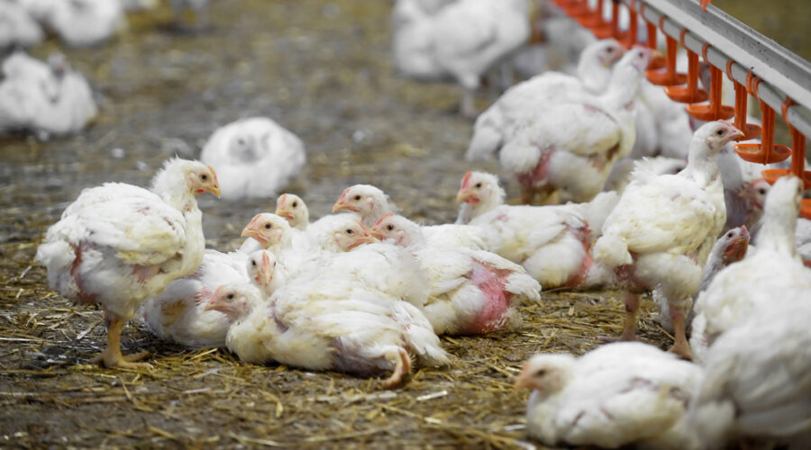 Como prevenir y tratar enfermedades en pollos - Gevdin.com