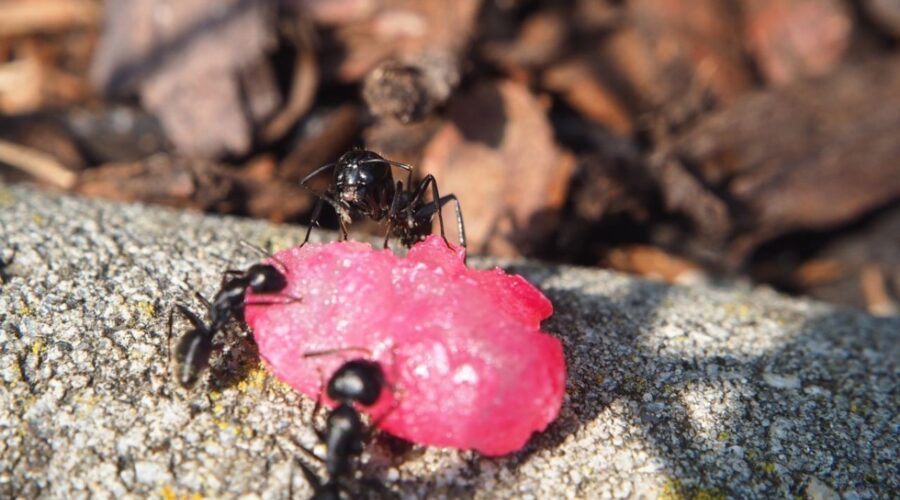 Insectos subterráneos en las plantas como eliminarlos - Gevdin.com