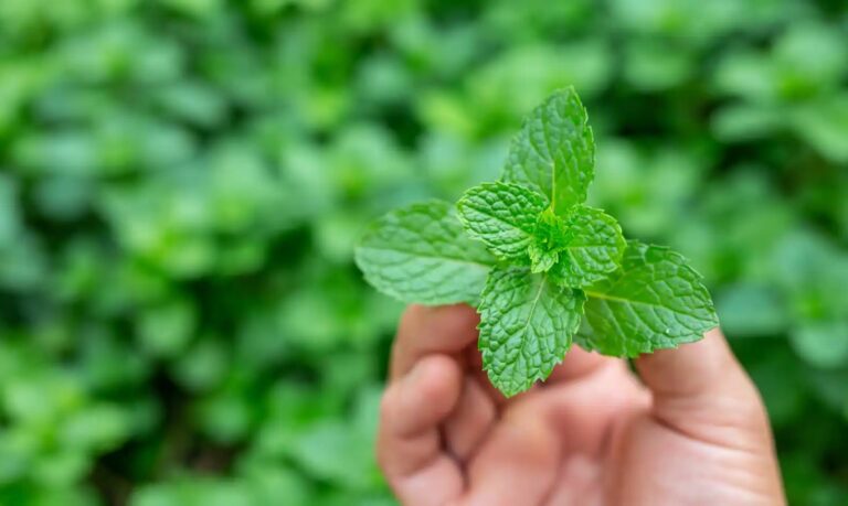 Cómo Cultivar Menta Fresca en Casa: Una Guía Paso a Paso - Los Mejores ...