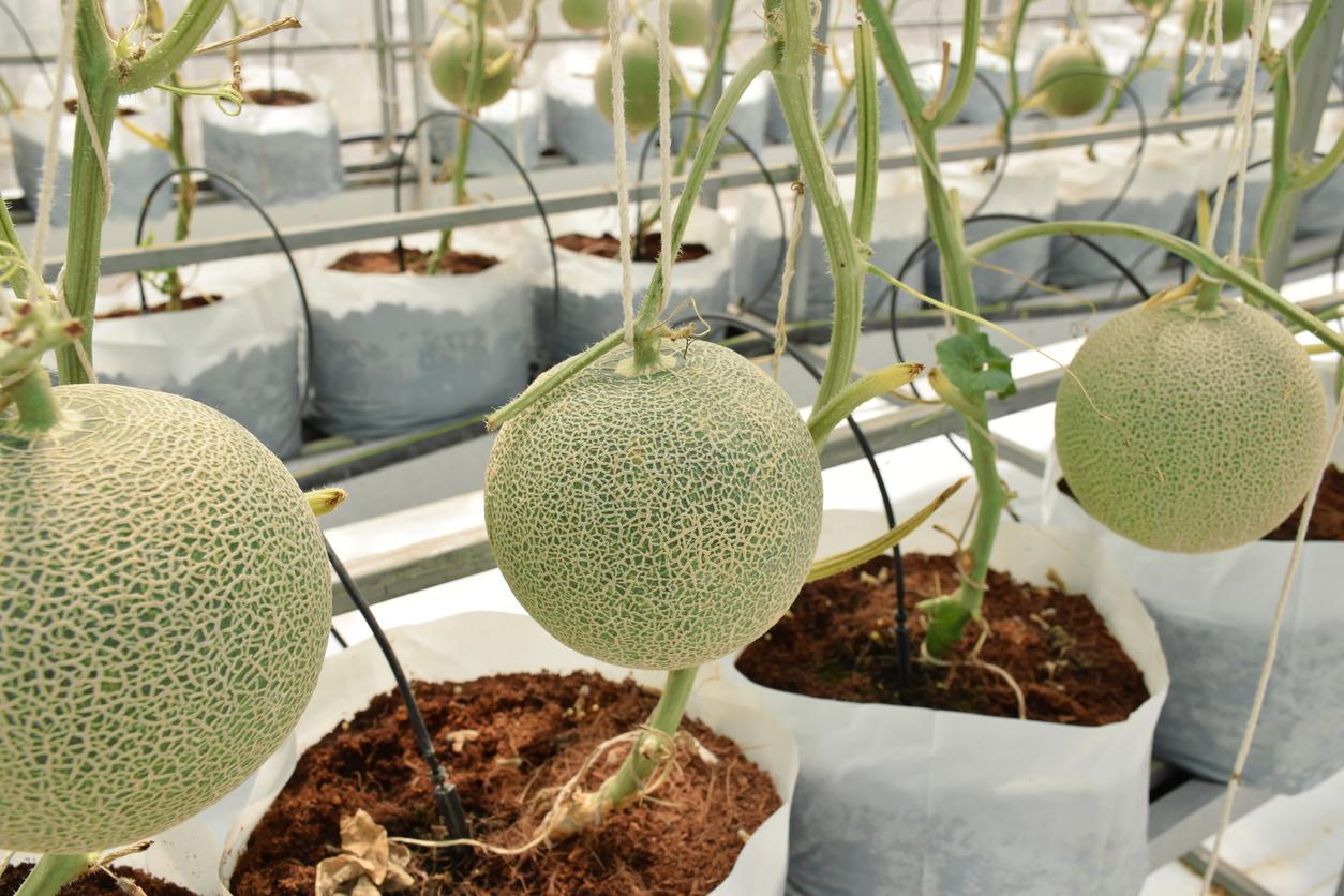10 Consejos esenciales para cultivar melón en casa paso a paso – Guía ...